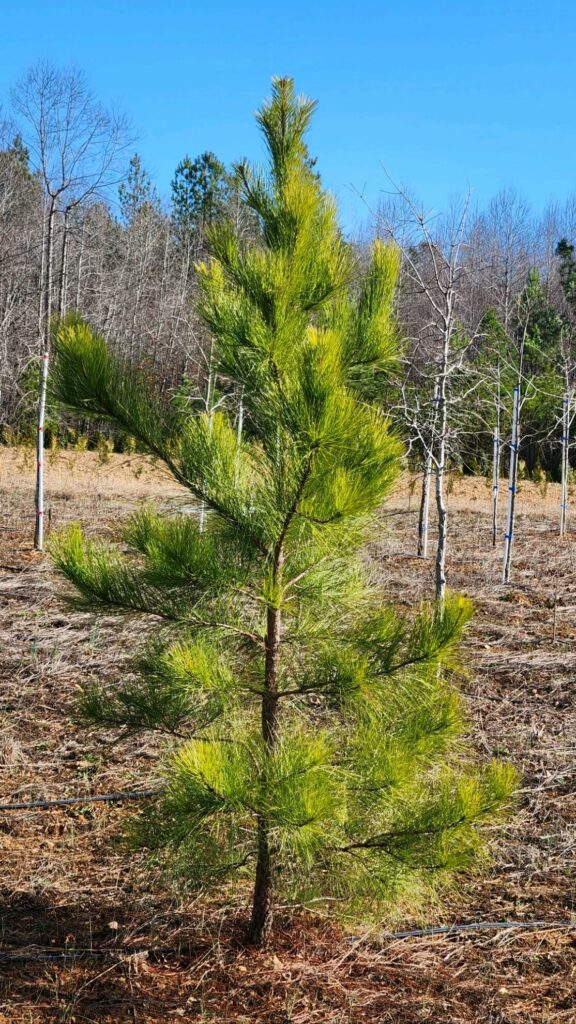 Pines - Wagoner's Nursery