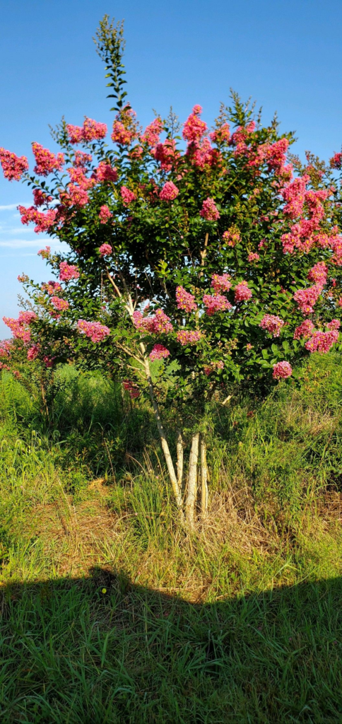 Crape Myrtle - Wagoner's Nursery